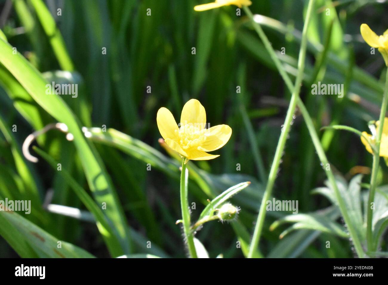 Western Buttercup (Ranunculus occidentalis Stock Photo - Alamy