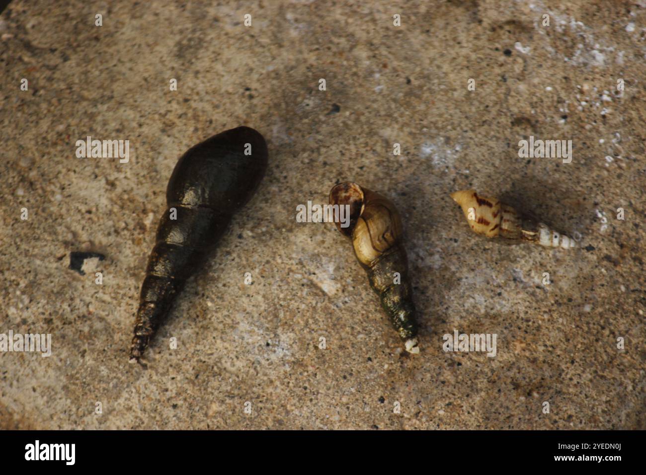 Red-rimmed Melania (Melanoides tuberculata Stock Photo - Alamy