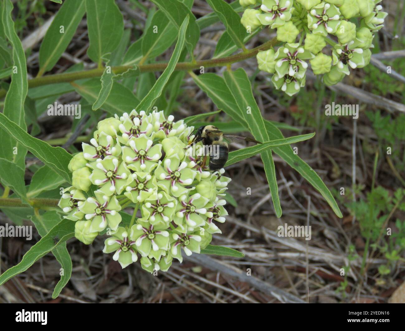Texas Carpenter Bee (Xylocopa virginica texana Stock Photo - Alamy