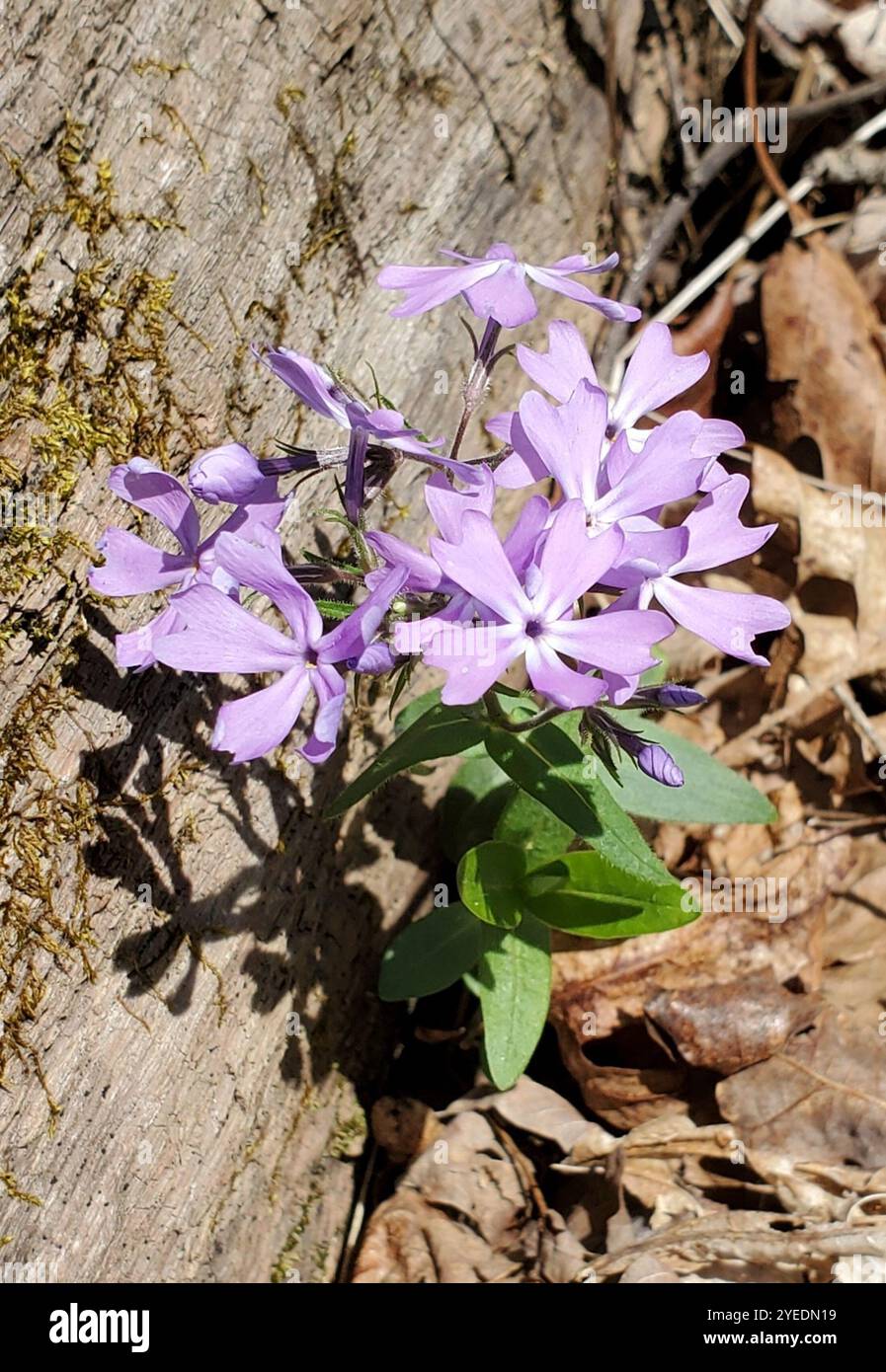 blue phlox (Phlox divaricata Stock Photo - Alamy