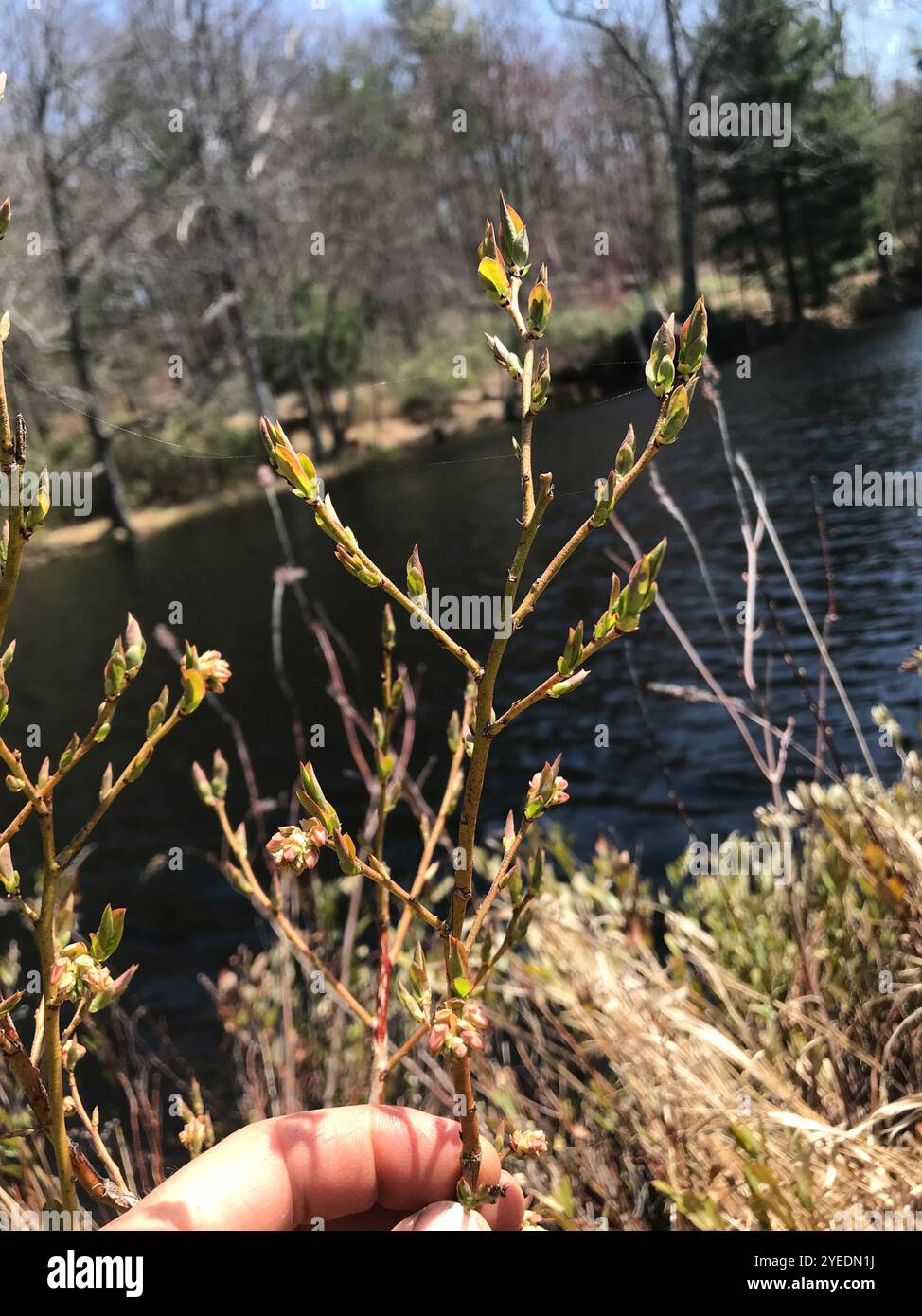 Northern highbush blueberry (Vaccinium corymbosum Stock Photo - Alamy