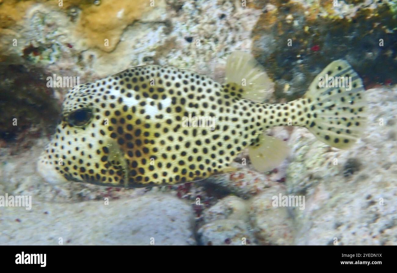 Spotted Trunkfish (Lactophrys bicaudalis Stock Photo - Alamy