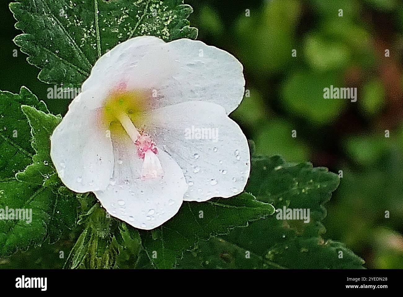Pink swampmallow hi-res stock photography and images - Alamy