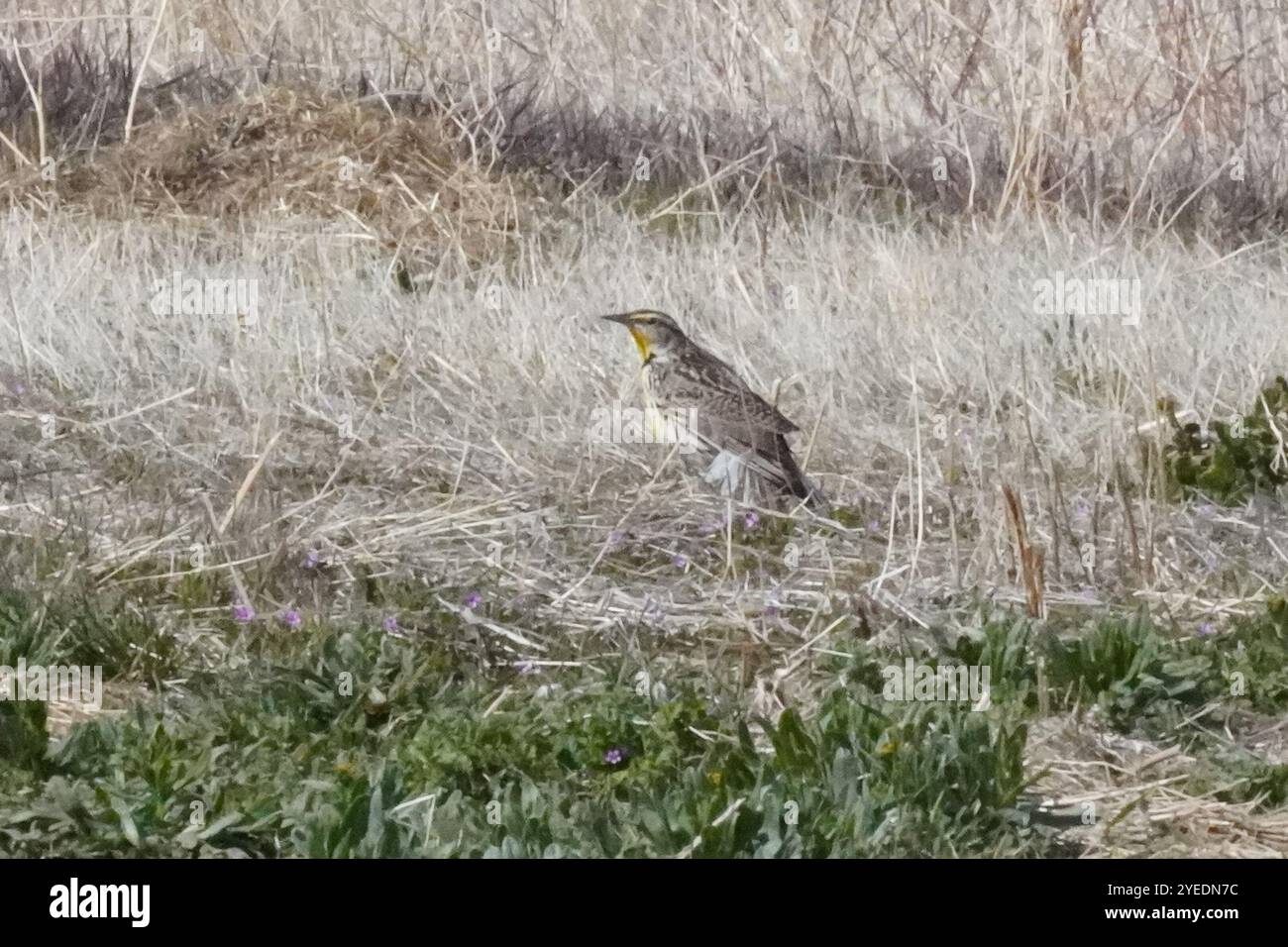 Western Meadowlark (Sturnella neglecta Stock Photo - Alamy
