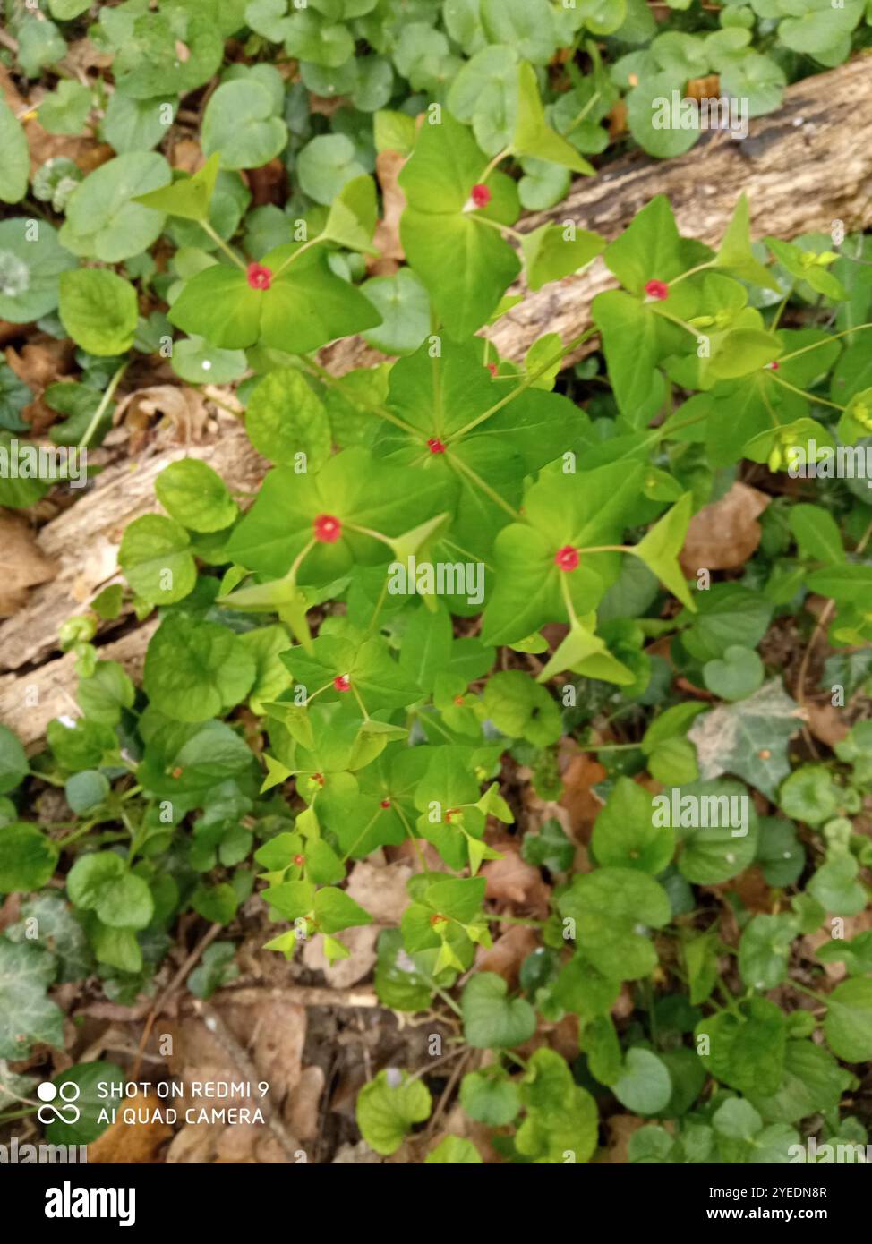 Sweet Spurge (Euphorbia dulcis Stock Photo - Alamy