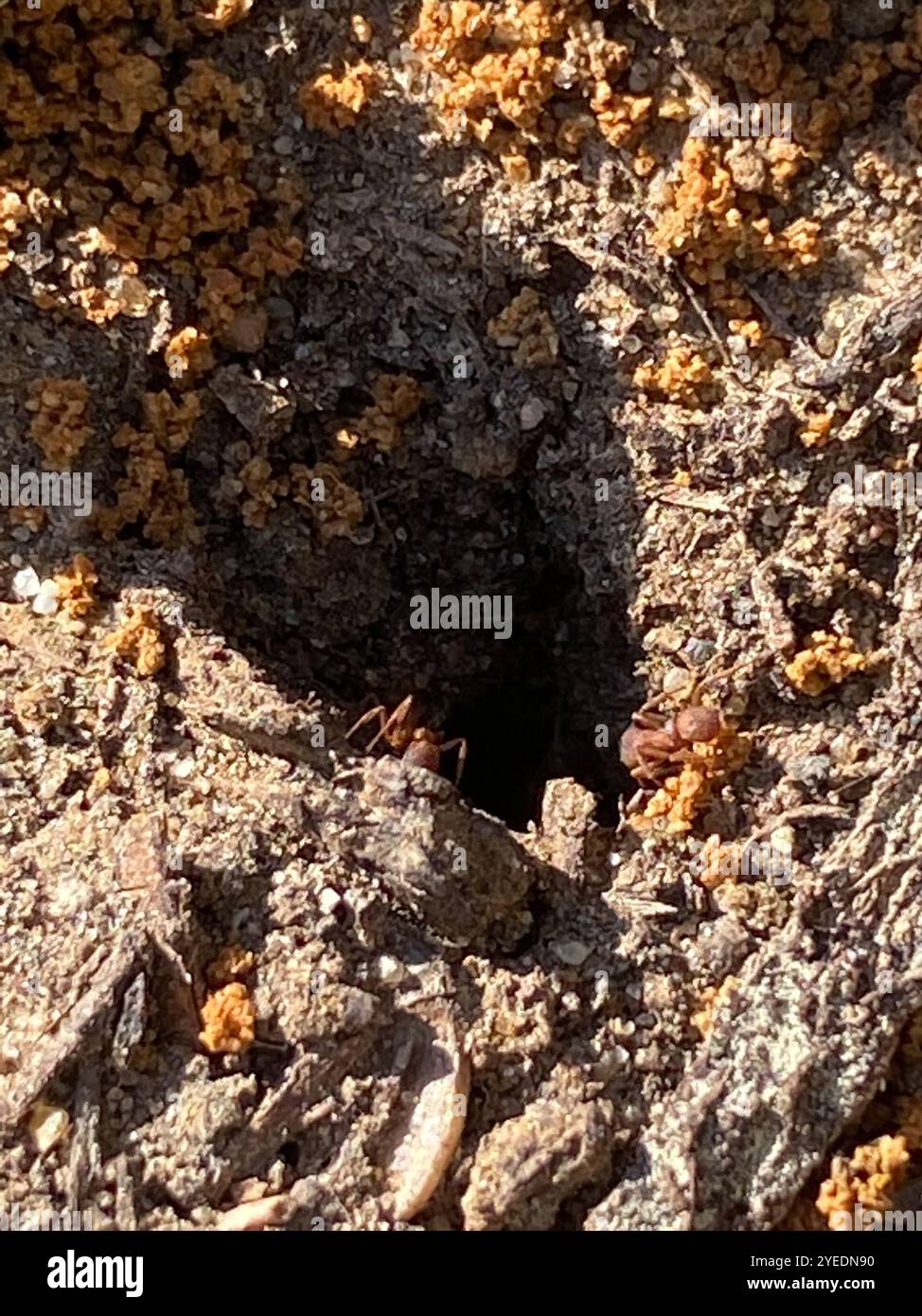 Northern Fungus-farming Ant (Trachymyrmex septentrionalis Stock Photo ...