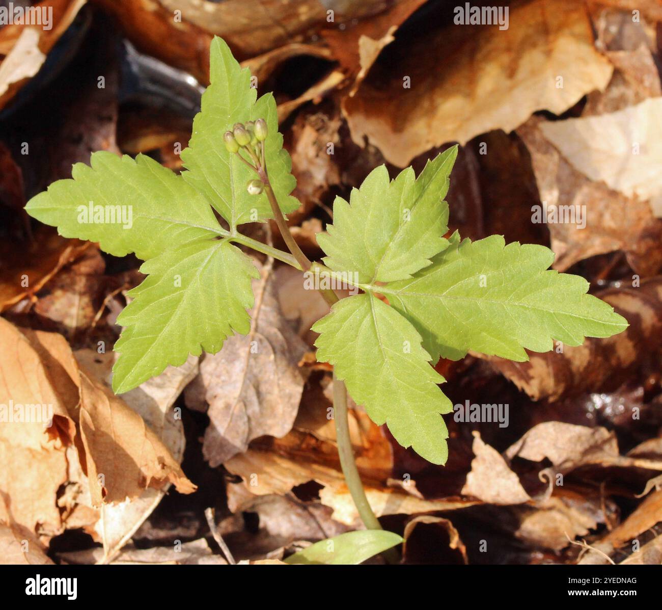 Two-leaved Toothwort (Cardamine diphylla Stock Photo - Alamy