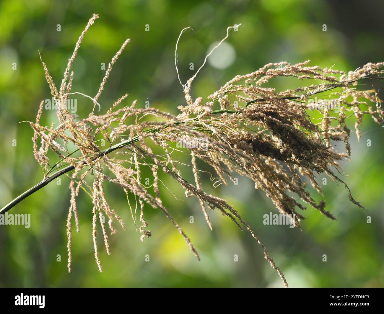 Nepalese Broom Grass (Thysanolaena latifolia Stock Photo - Alamy