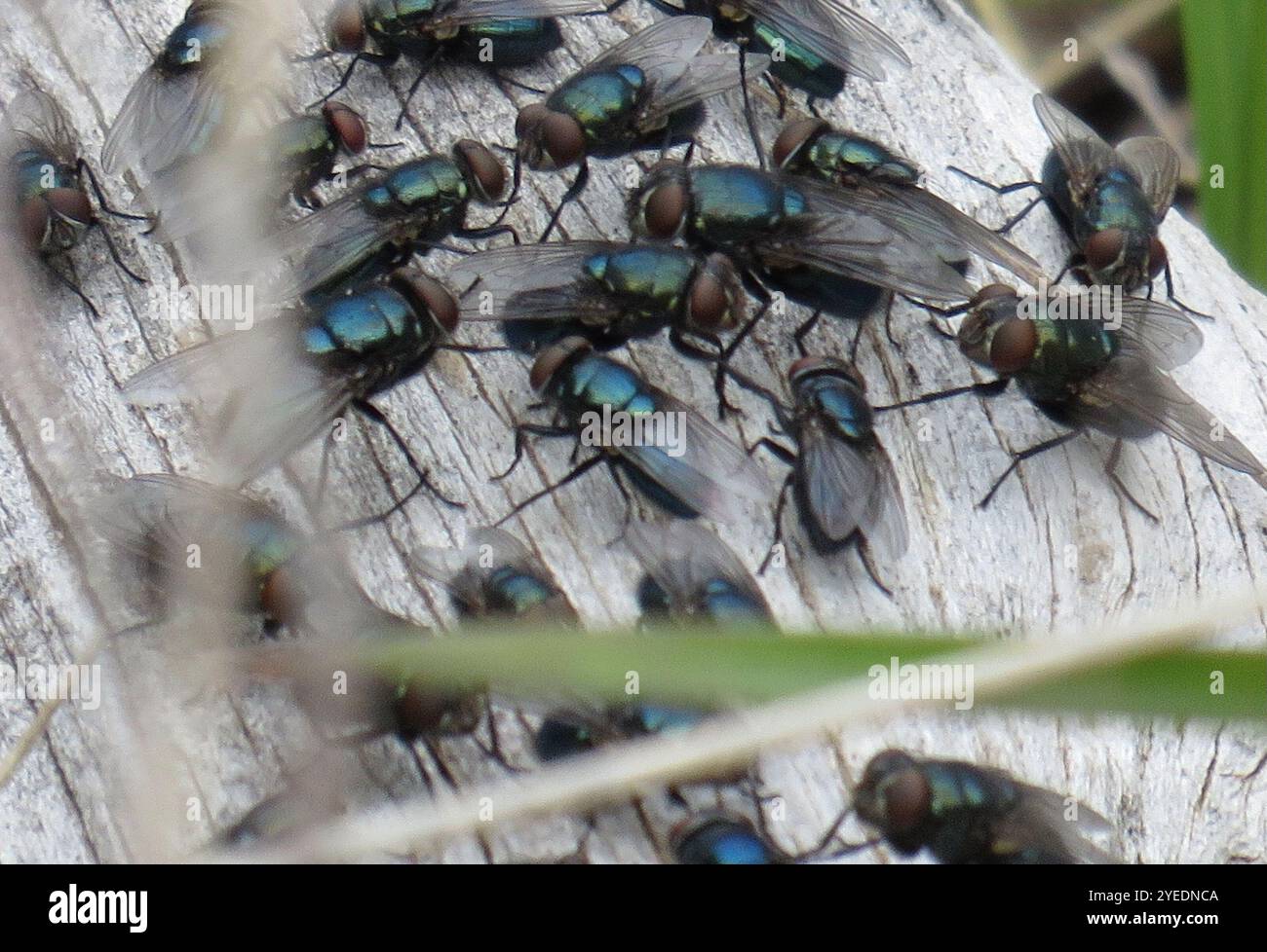 Black Blow Fly (Phormia regina Stock Photo - Alamy