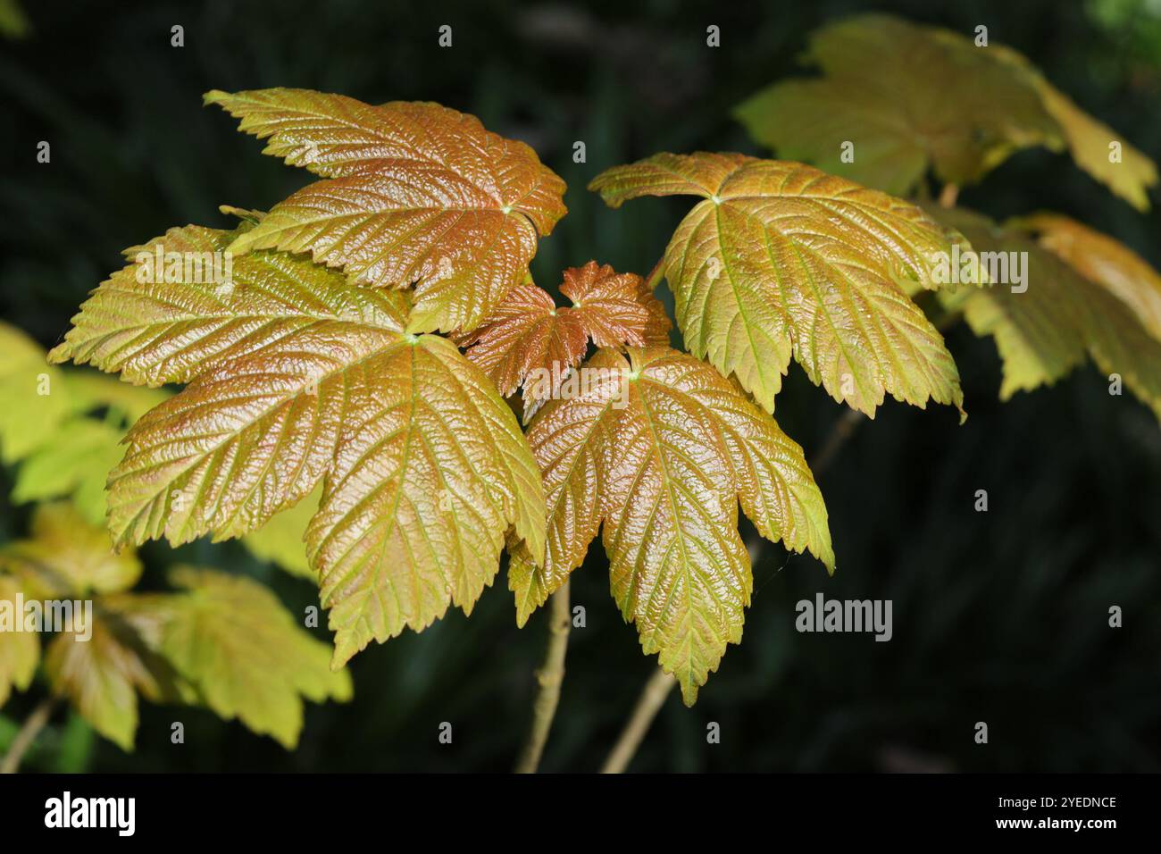 sycamore maple (Acer pseudoplatanus Stock Photo - Alamy