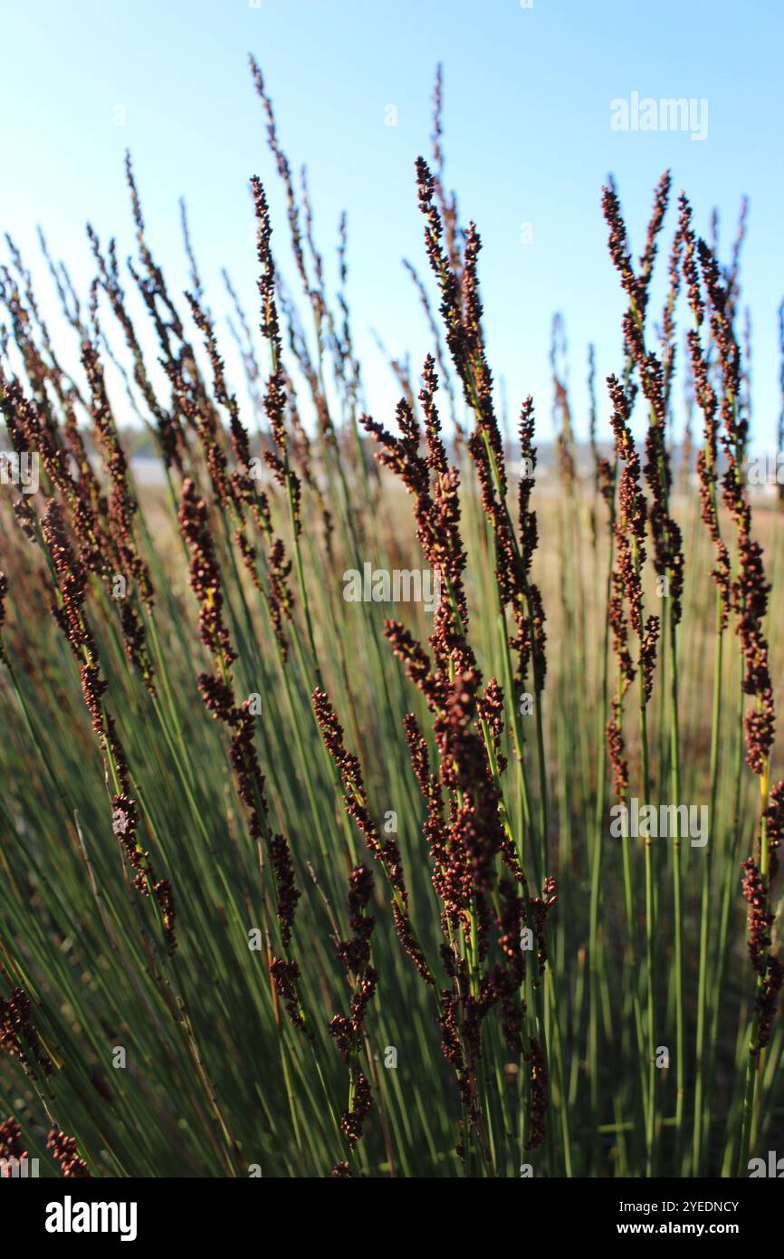 Cape Thatching Reed (Elegia tectorum Stock Photo - Alamy
