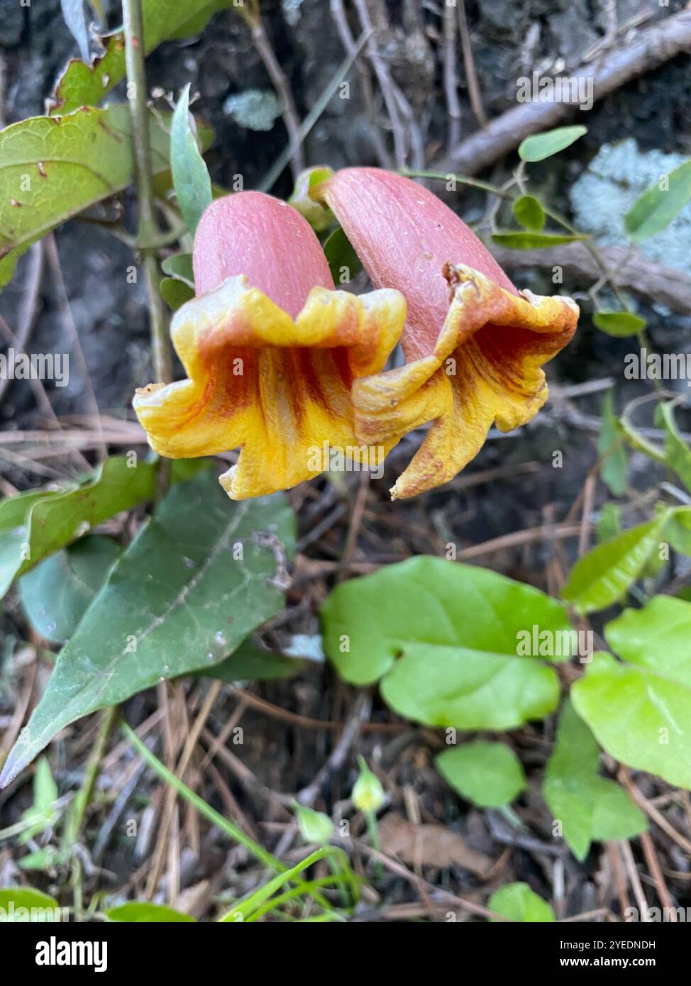 cross vine (Bignonia capreolata Stock Photo - Alamy
