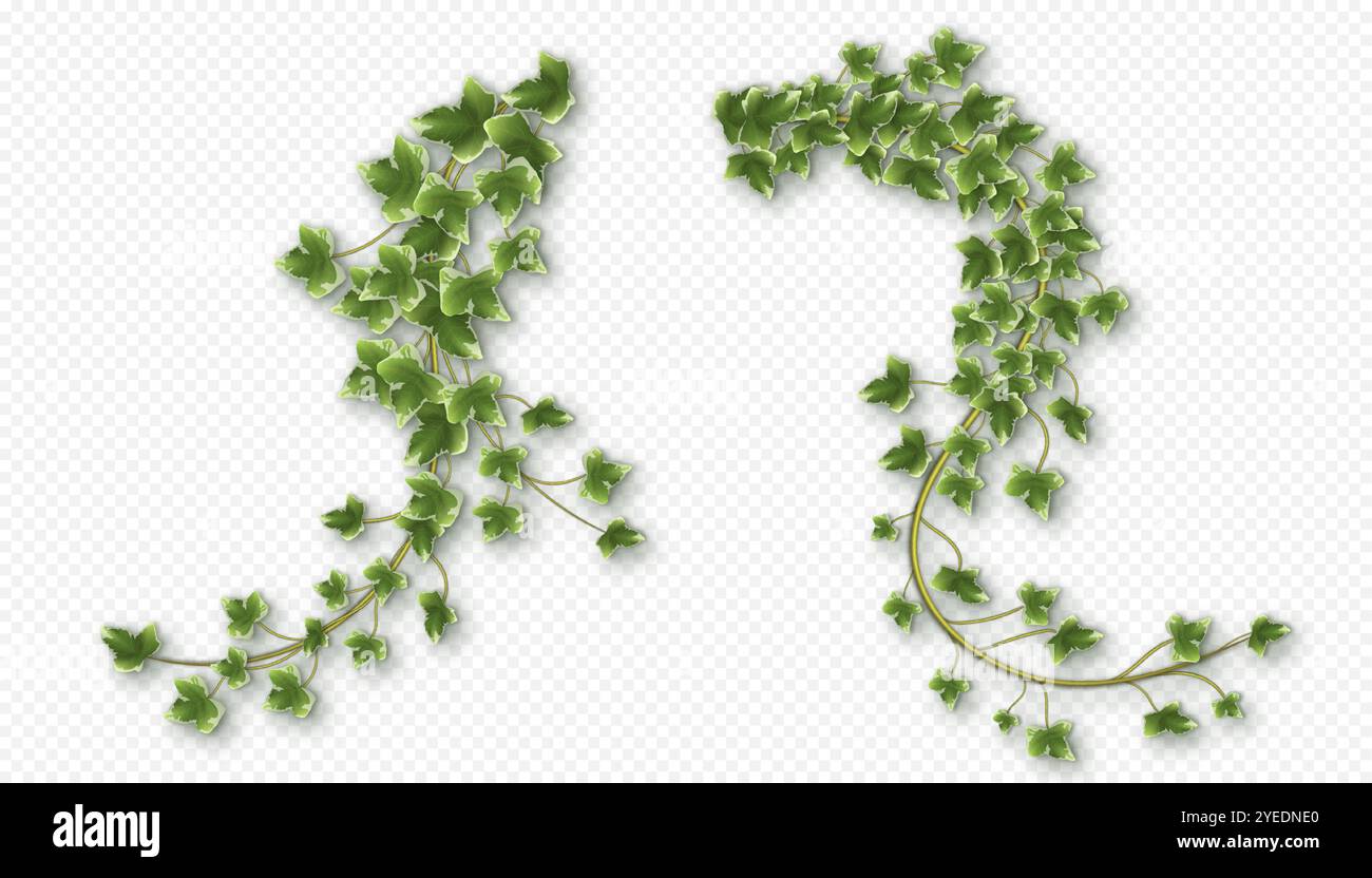Vines leaves transparent background hi-res stock photography and images ...