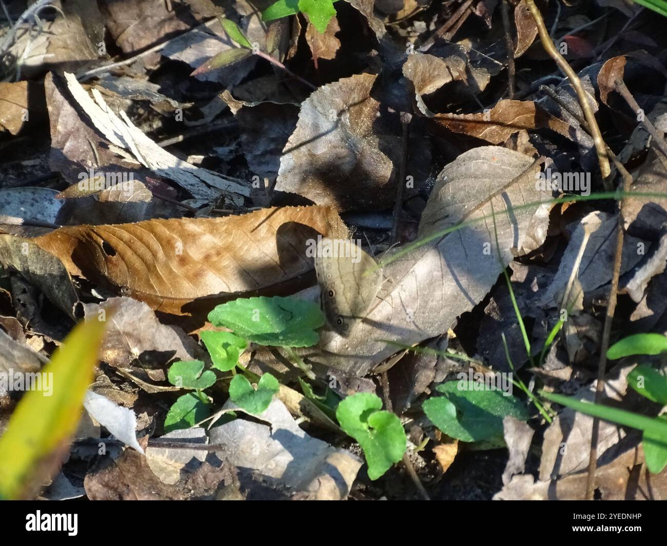 Carolina Satyr (Hermeuptychia sosybius Stock Photo - Alamy