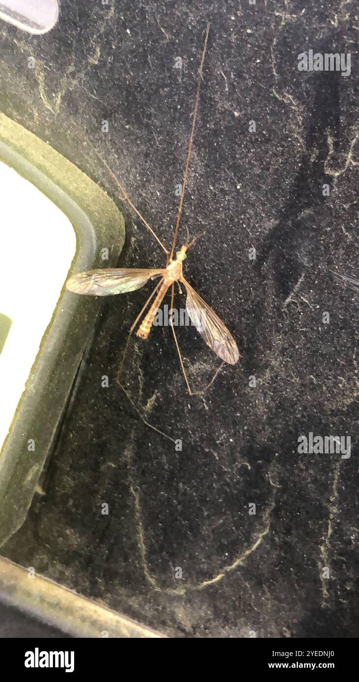 Large Crane Flies (Tipulidae Stock Photo - Alamy