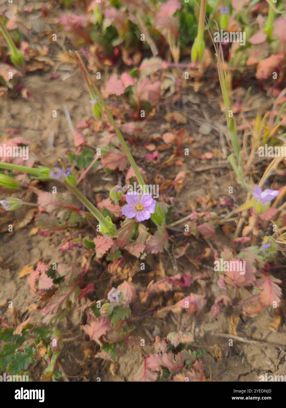 Mediterranean Stork's-bill (Erodium botrys Stock Photo - Alamy