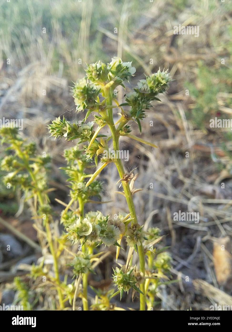 Southern Russian Thistle (Salsola australis Stock Photo - Alamy
