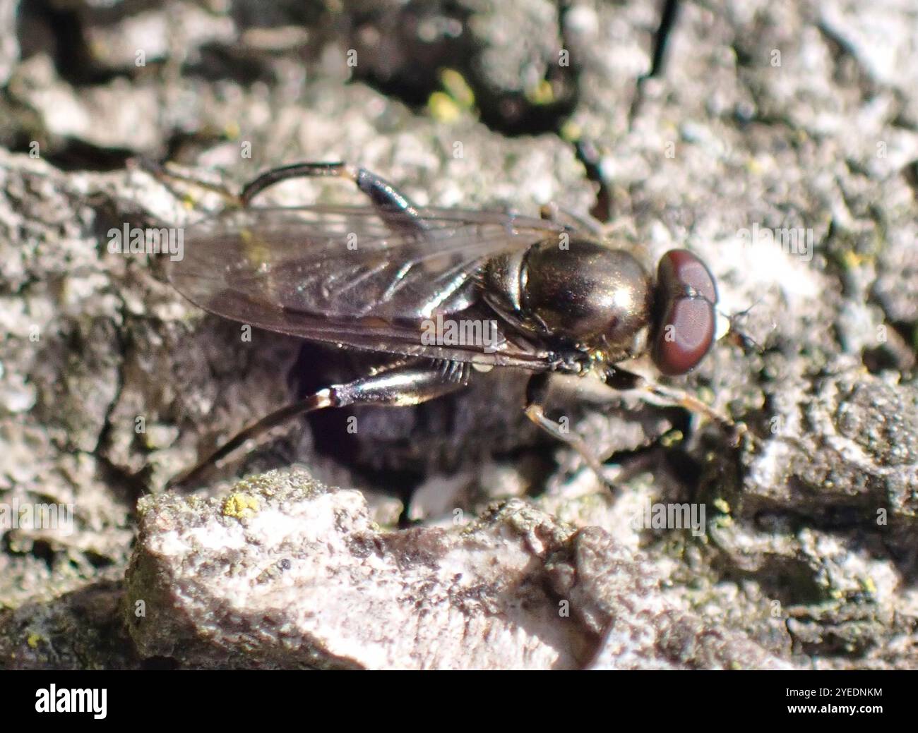 Chalcosyrphus hi-res stock photography and images - Alamy