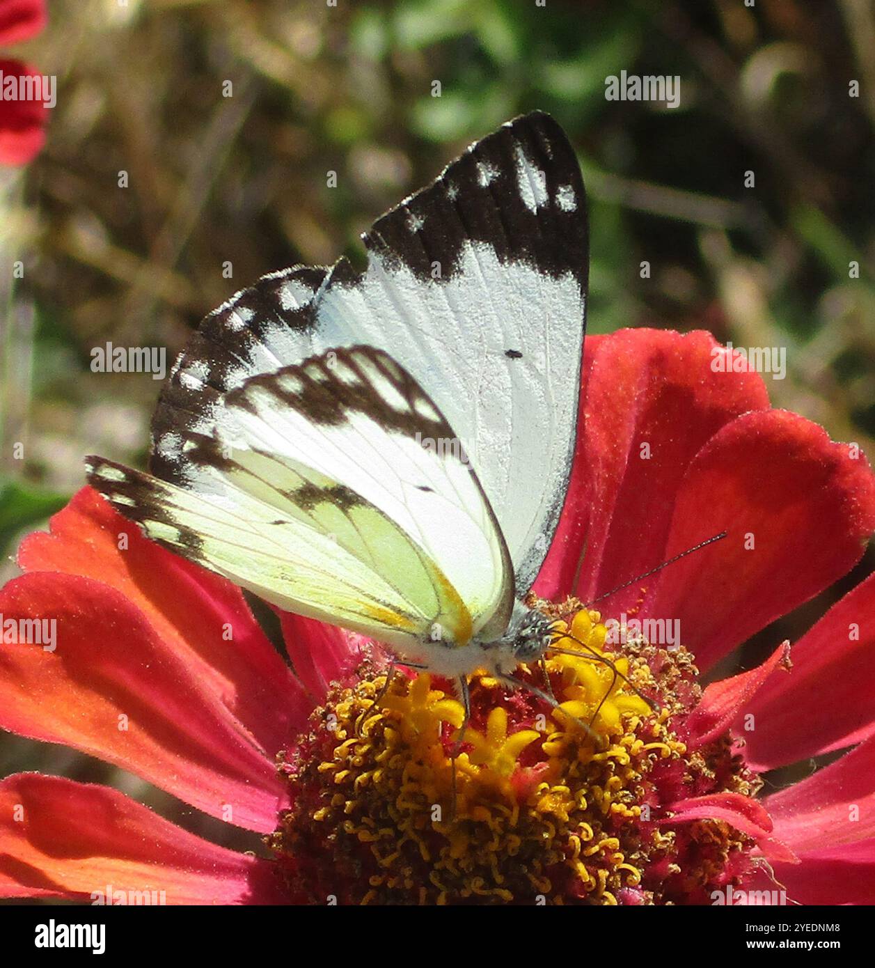 African Common White (Belenois creona severina Stock Photo - Alamy