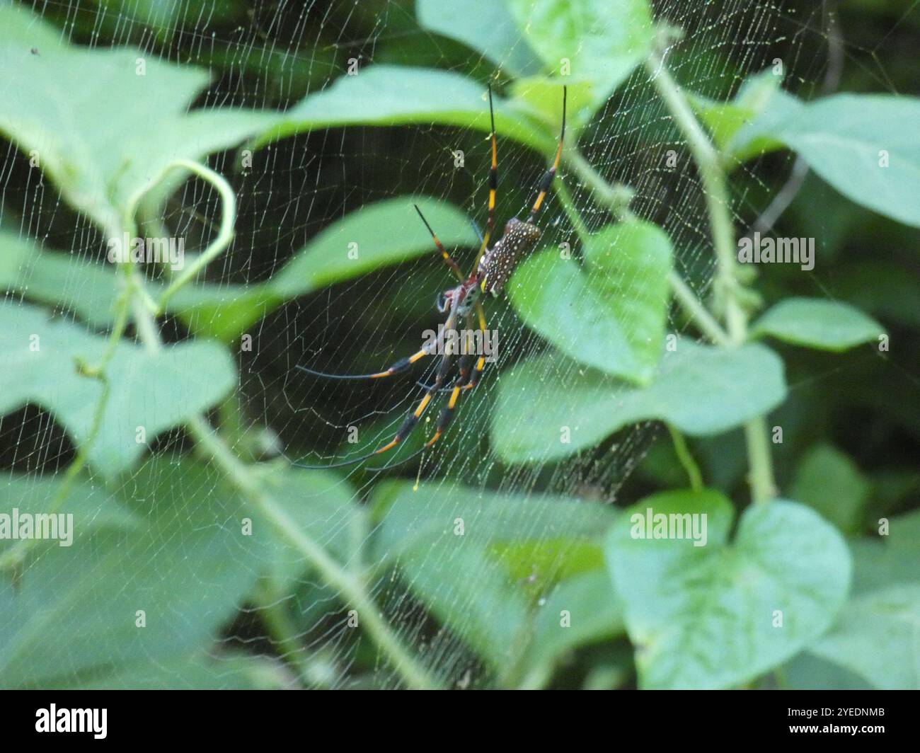 Golden Silk Spider (Trichonephila clavipes Stock Photo - Alamy