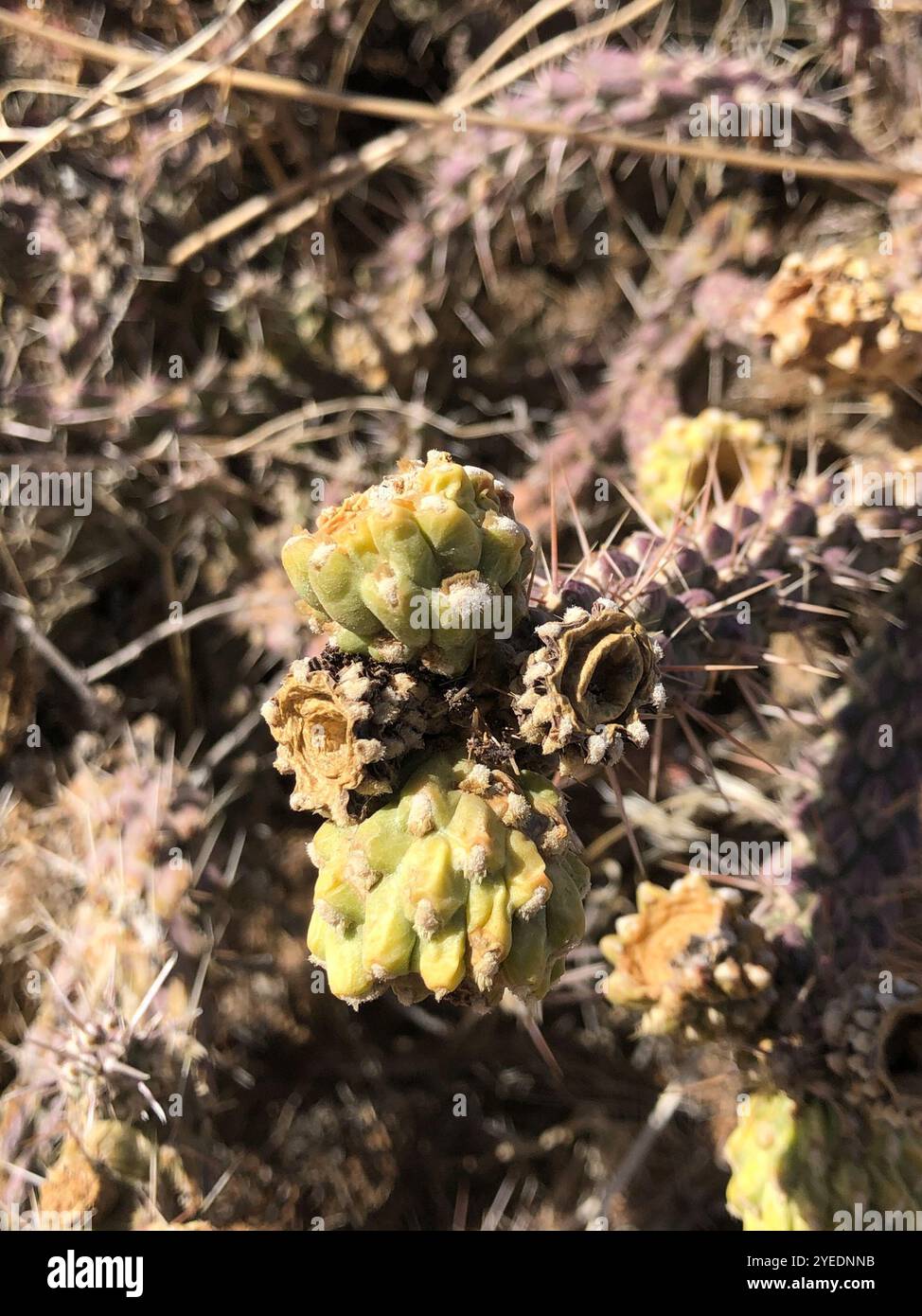 Whipple Cholla (Cylindropuntia whipplei Stock Photo - Alamy