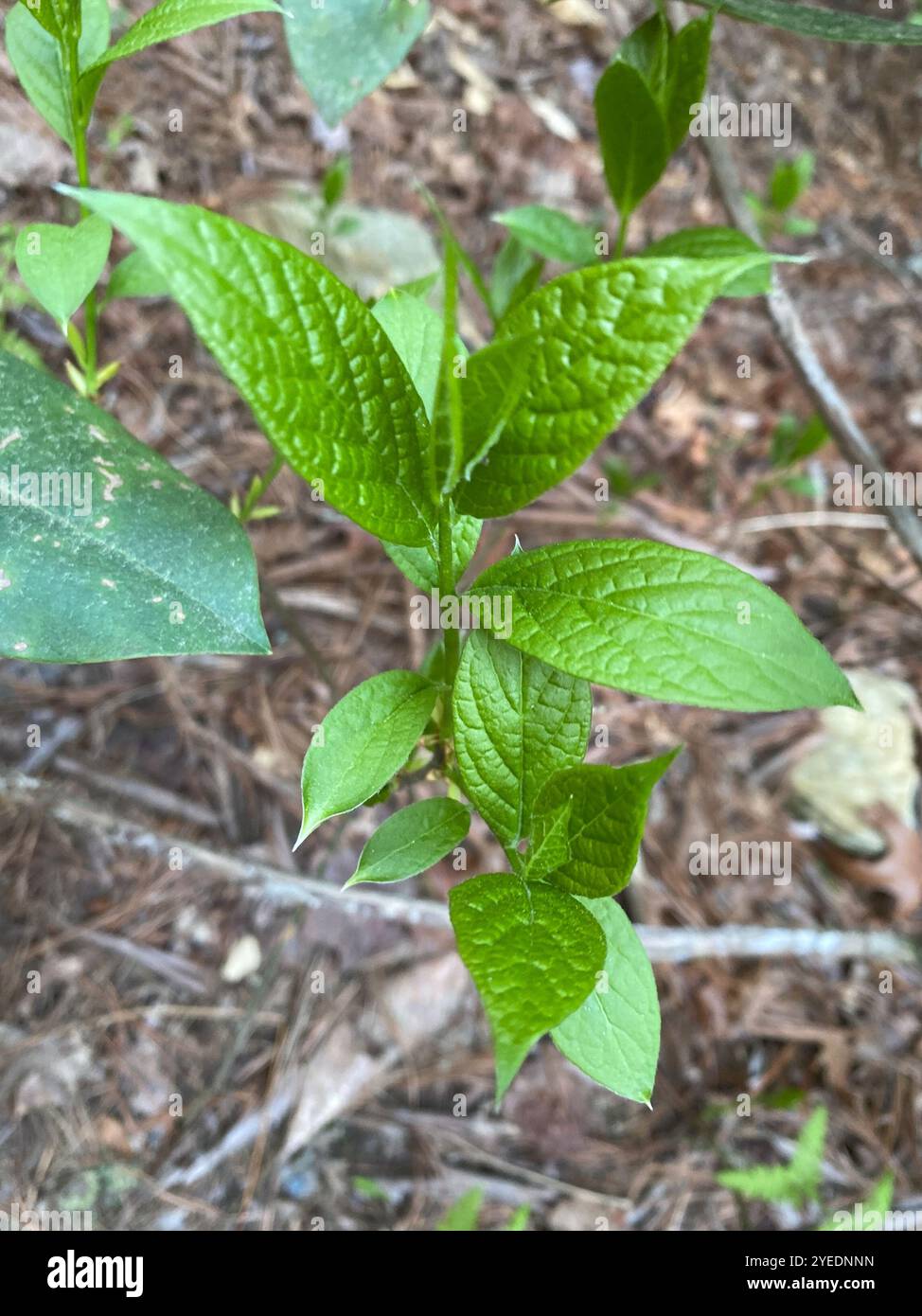 Buffalo-nut (Pyrularia pubera Stock Photo - Alamy