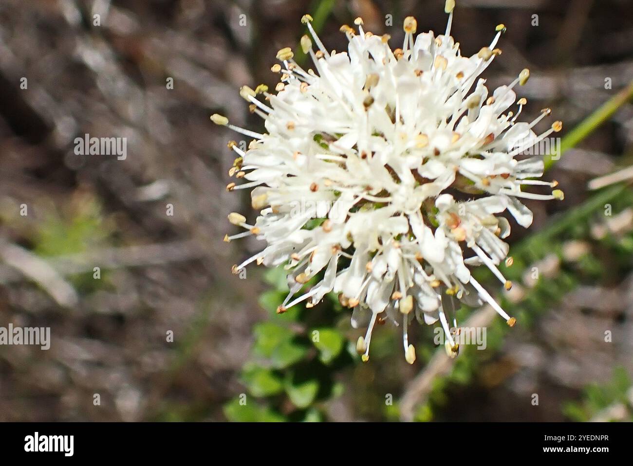 Garlic Buchu (Agathosma apiculata Stock Photo - Alamy