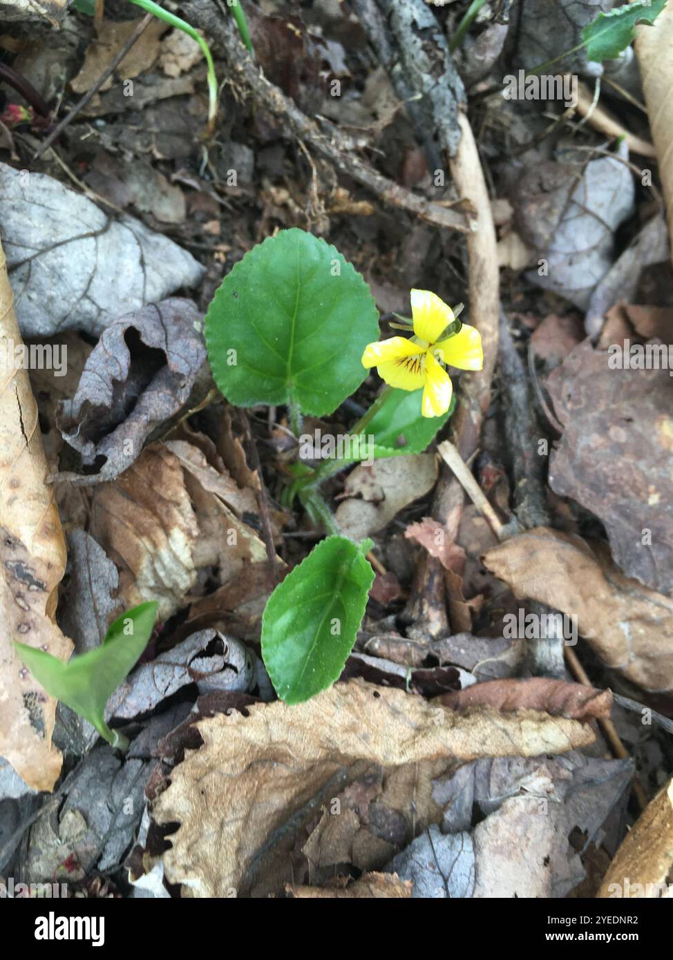 Round-leaved Violet (Viola rotundifolia Stock Photo - Alamy