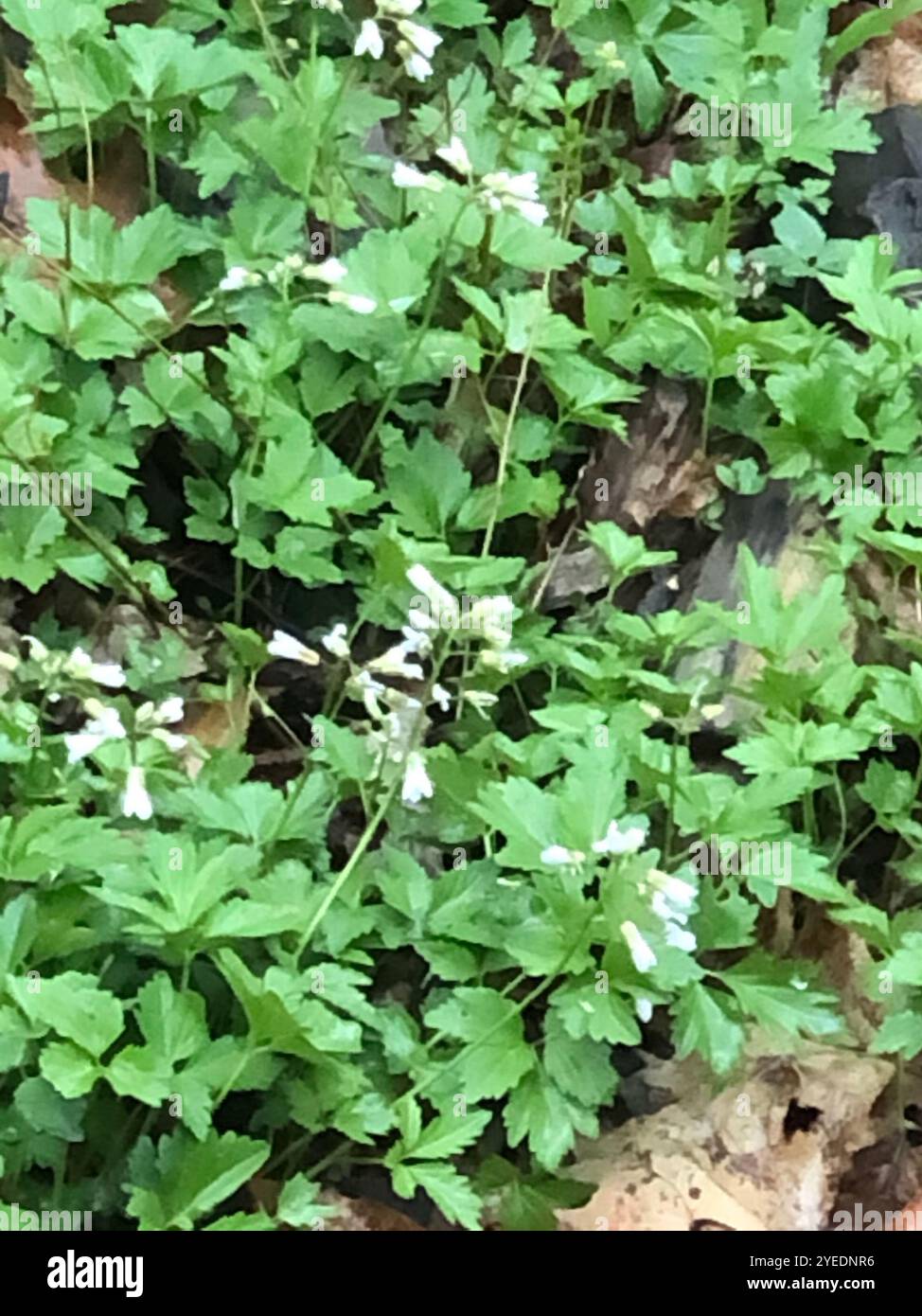 Two-leaved Toothwort (Cardamine diphylla Stock Photo - Alamy