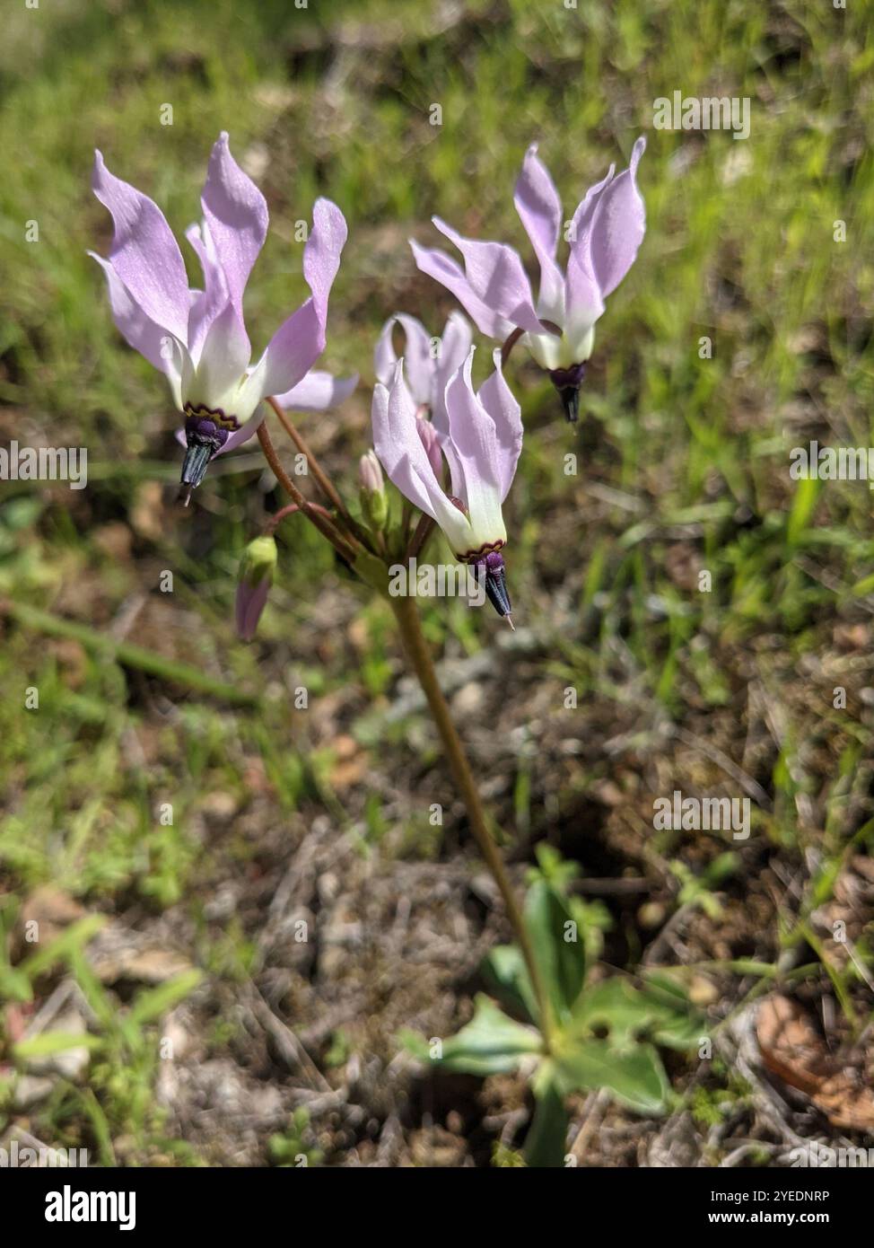 Padre's Shooting Star (Primula clevelandii Stock Photo - Alamy