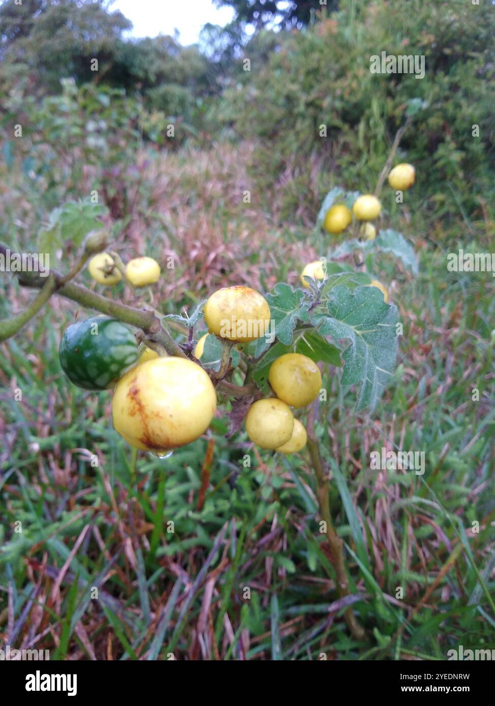 tropical soda-apple (Solanum viarum Stock Photo - Alamy