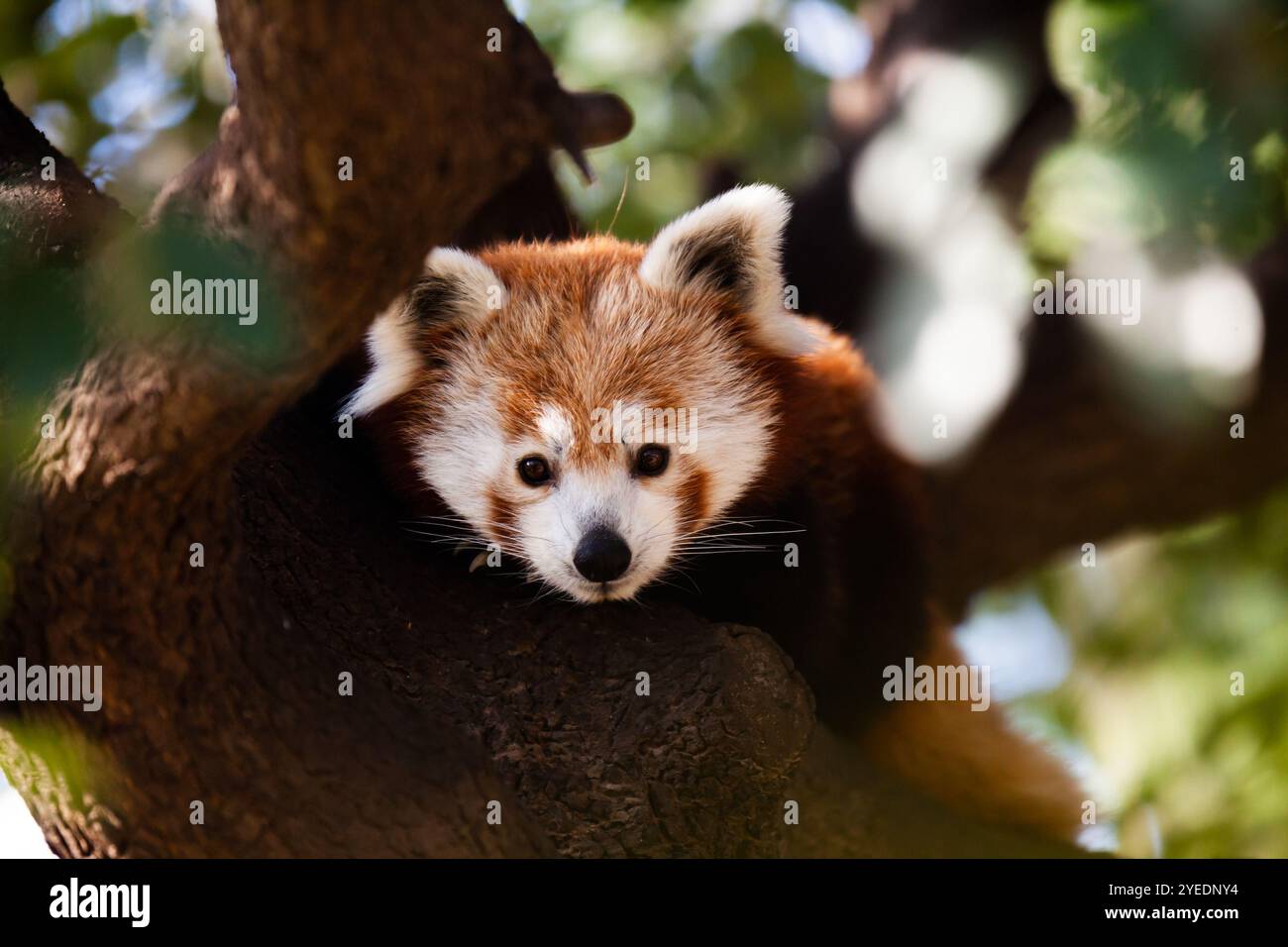 Red panda face in green leaves Stock Photo - Alamy