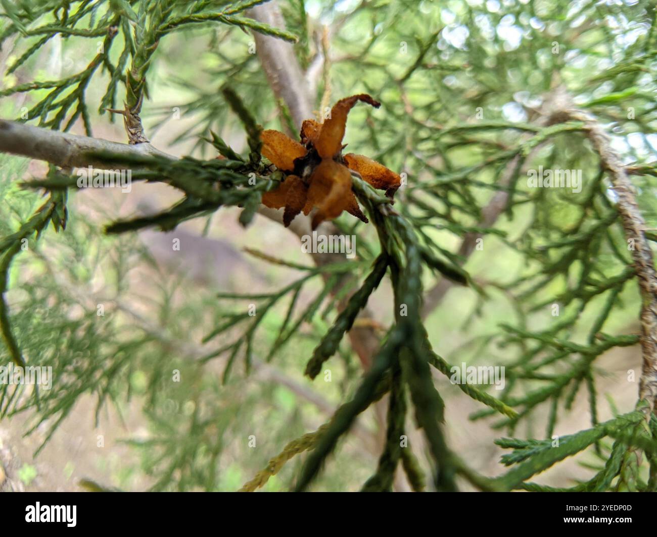 juniper-apple rust (Gymnosporangium juniperi-virginianae Stock Photo ...