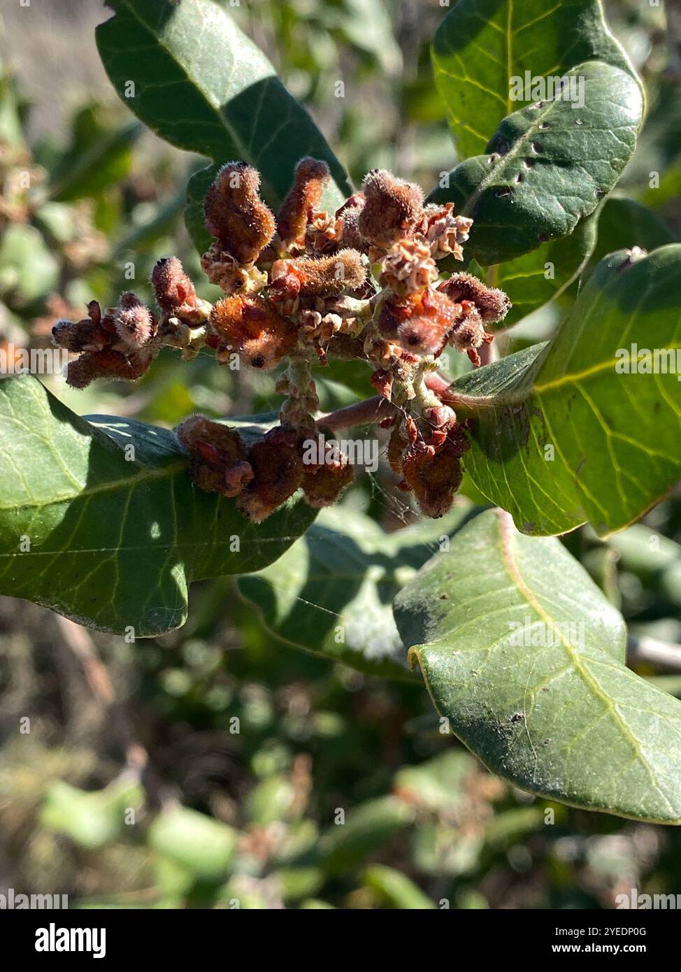 Rhus integrifolia hi-res stock photography and images - Alamy
