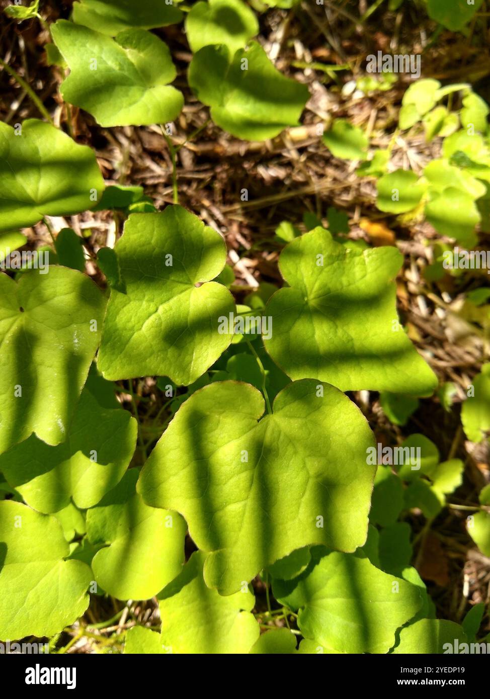 White Inside-out Flower (Vancouveria hexandra Stock Photo - Alamy