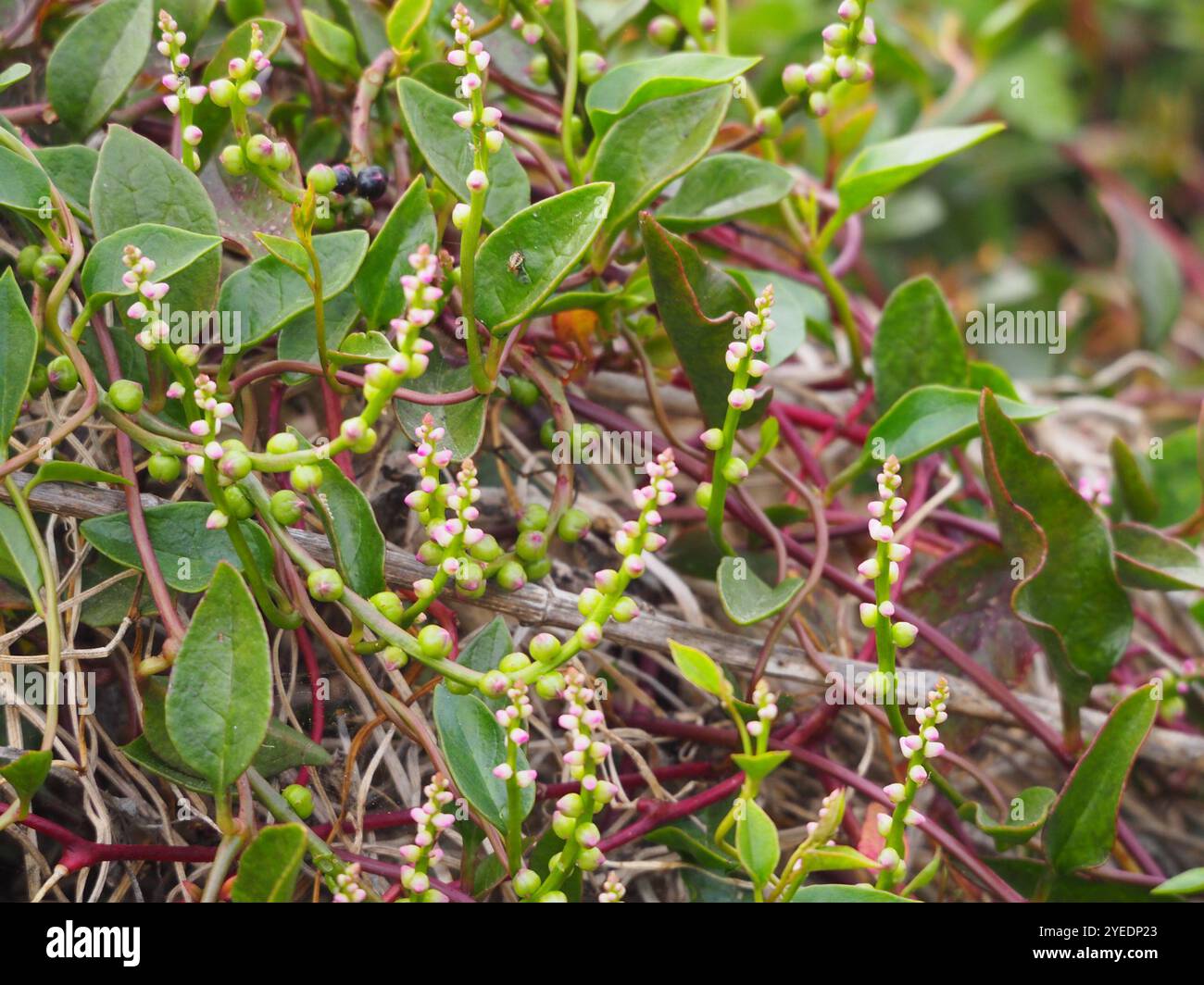 Malabar spinach (Basella alba Stock Photo - Alamy