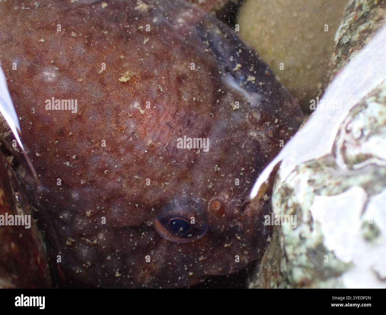 Northern Clingfish (Gobiesox maeandricus Stock Photo - Alamy