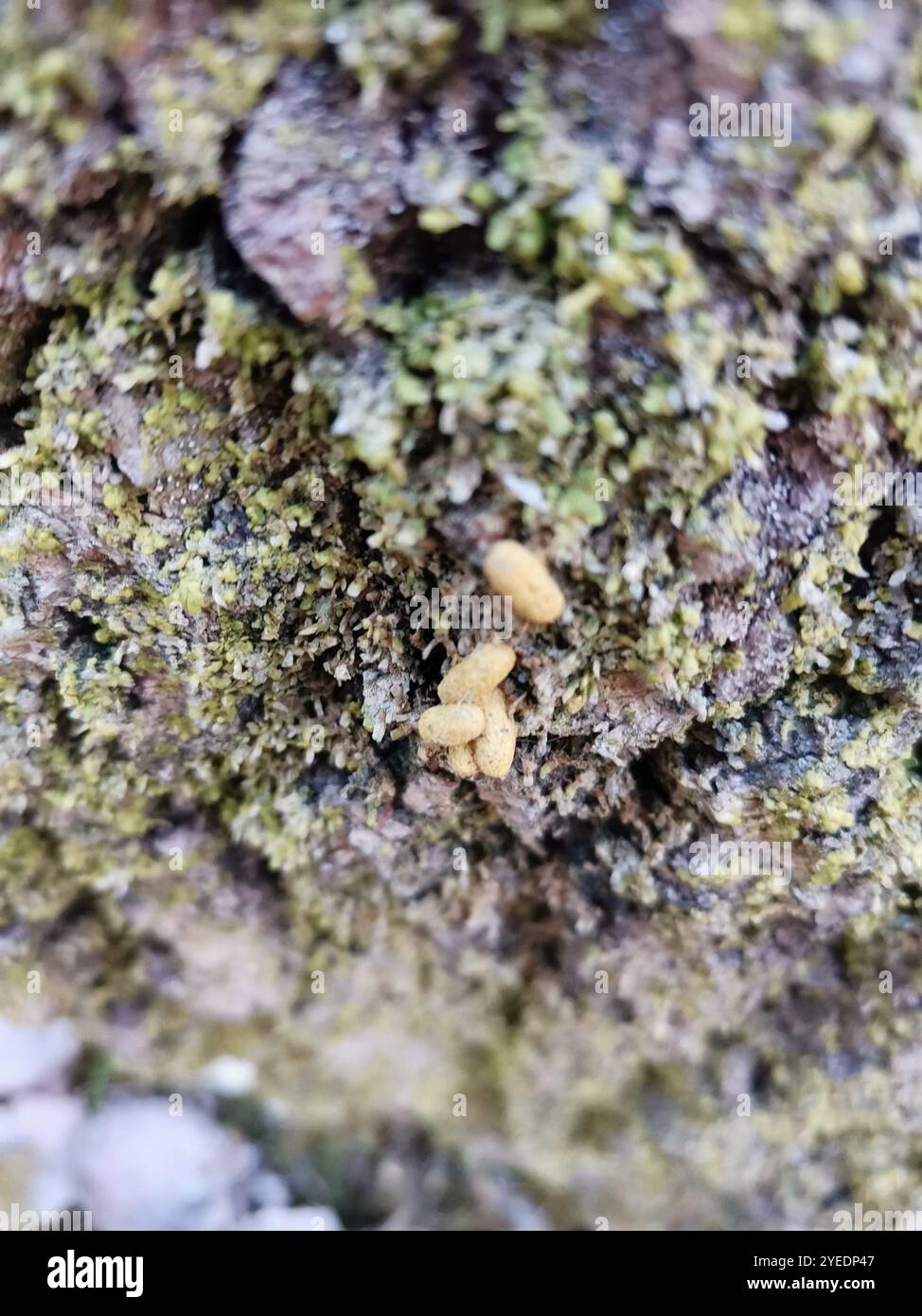 Siberian Flying Squirrel (Pteromys volans Stock Photo - Alamy