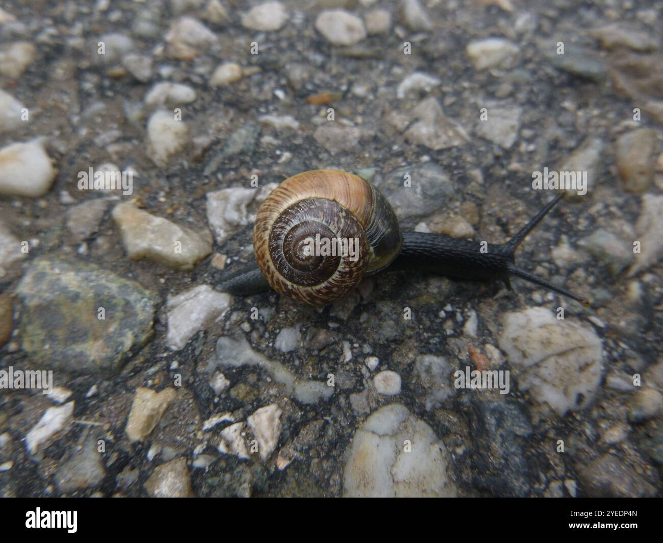 Copse Snail (Arianta arbustorum Stock Photo - Alamy