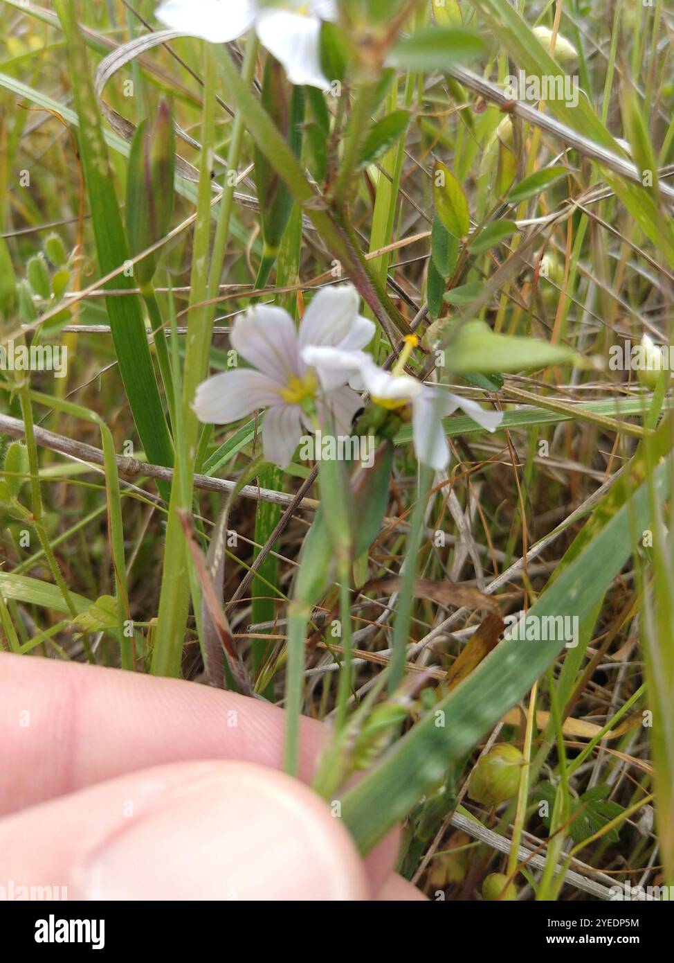 western blue-eyed grass (Sisyrinchium bellum Stock Photo - Alamy