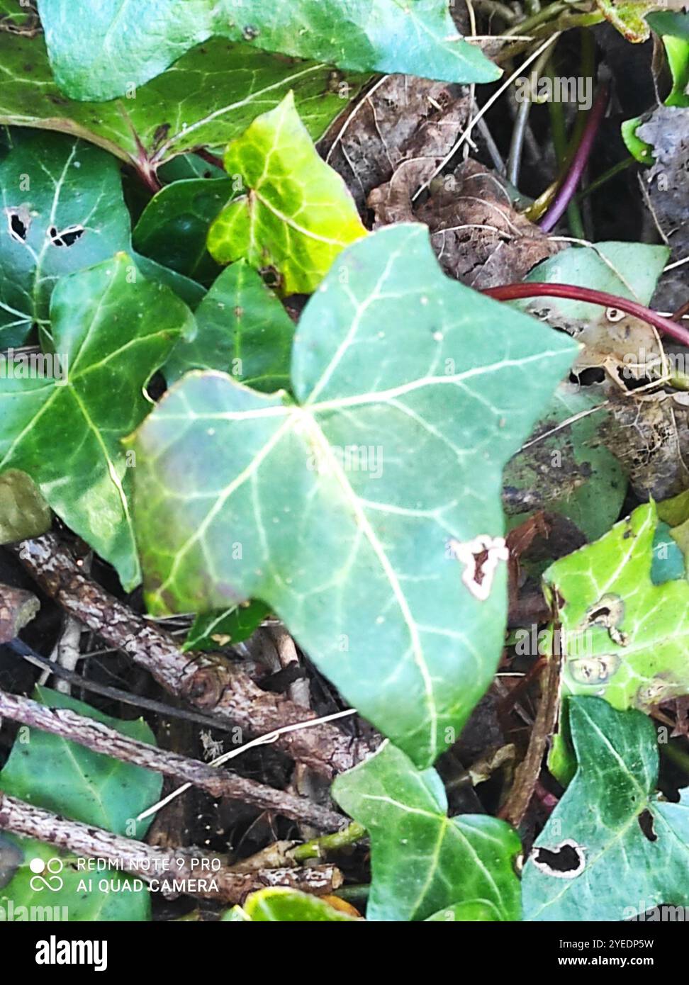 Atlantic Ivy (Hedera hibernica Stock Photo - Alamy