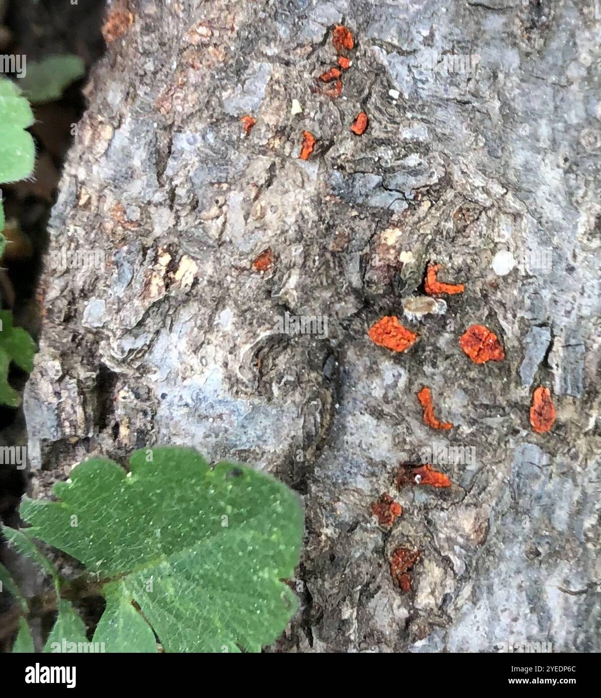 orange hobnail canker (Amphilogia gyrosa Stock Photo - Alamy