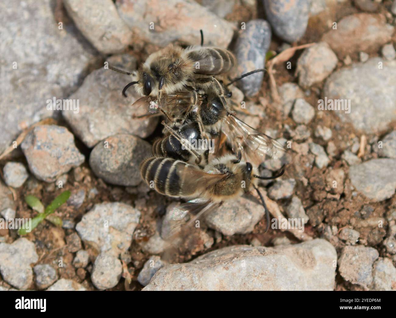 Unequal Cellophane Bee (Colletes inaequalis Stock Photo - Alamy