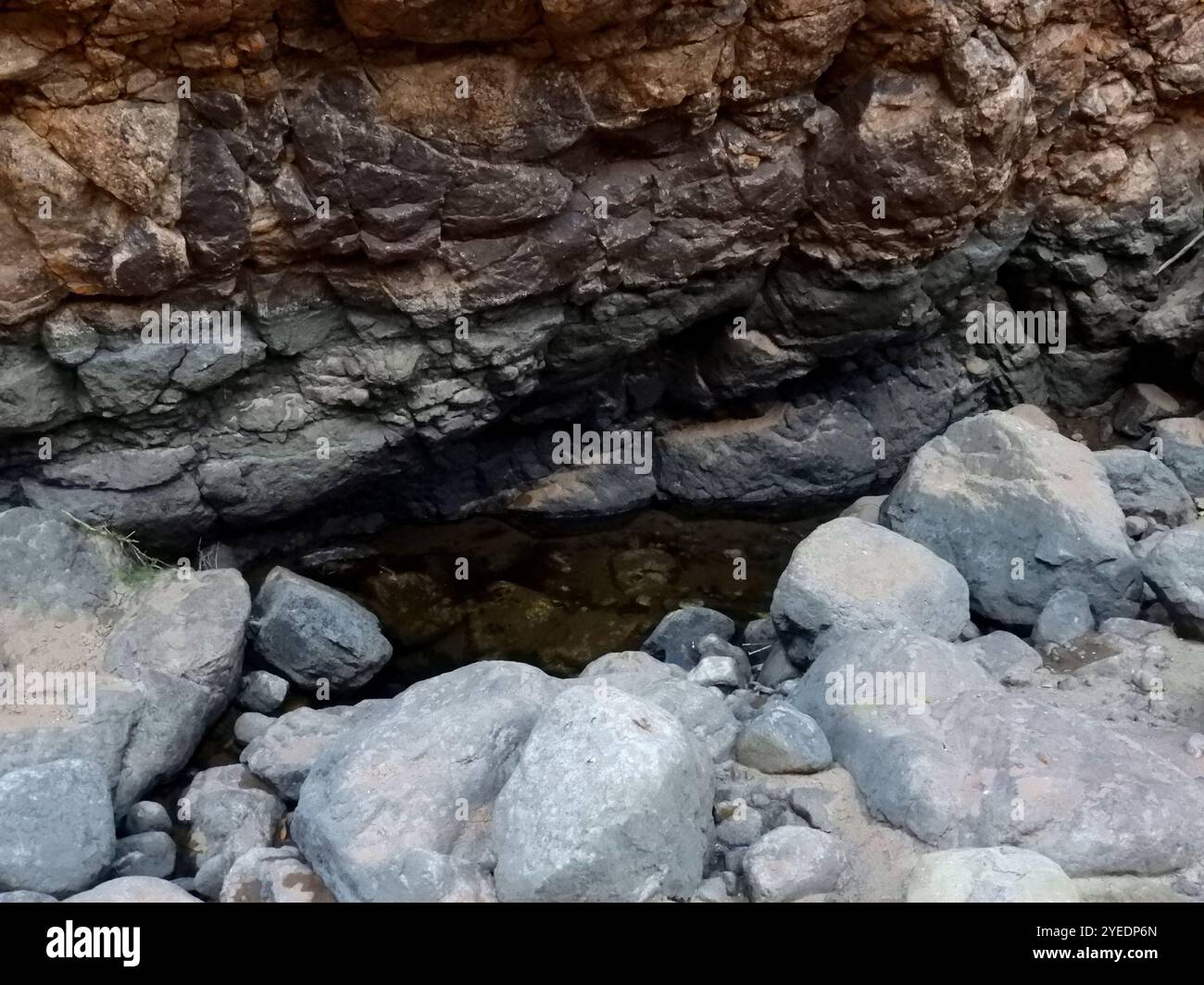 Marbled rubber frog (Phrynomantis annectens Stock Photo - Alamy