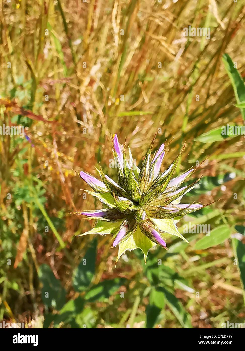 arabian pea (Bituminaria bituminosa Stock Photo - Alamy