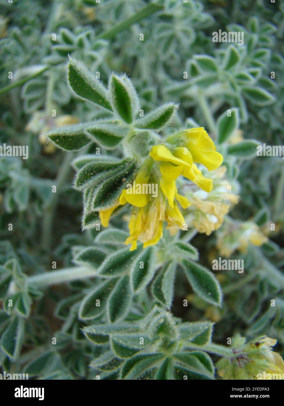 Medicago marina hi-res stock photography and images - Alamy