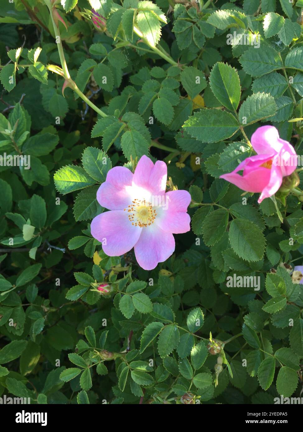 Nootka rose (Rosa nutkana Stock Photo - Alamy