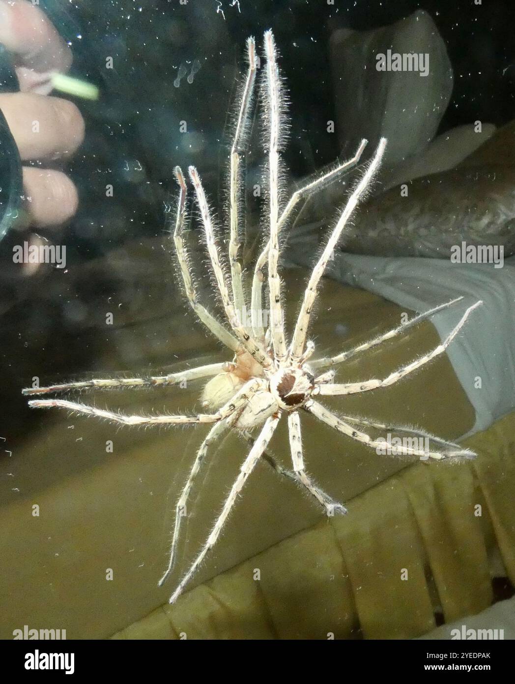 Pantropical Huntsman Spider (Heteropoda venatoria Stock Photo - Alamy