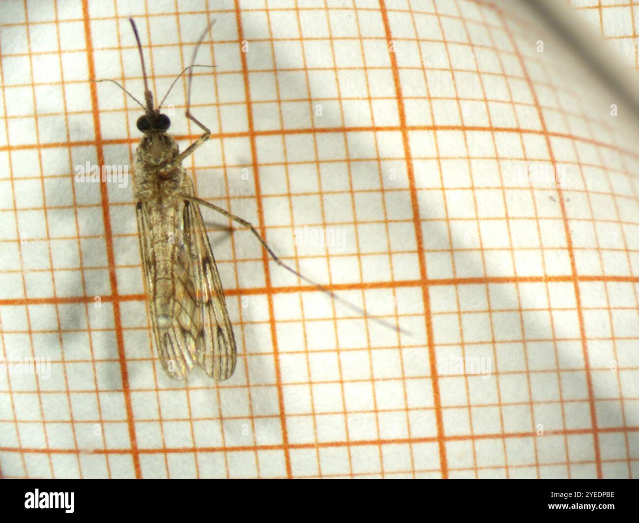 Banded house mosquito (Culiseta annulata Stock Photo - Alamy