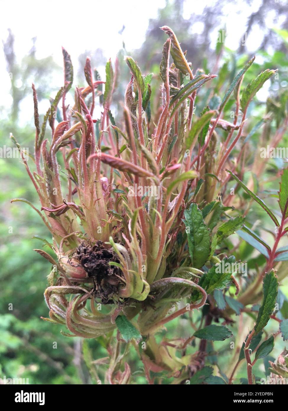 Rose rosette disease hi-res stock photography and images - Alamy